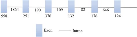 genomic sequence organizations representing the coding regions of the