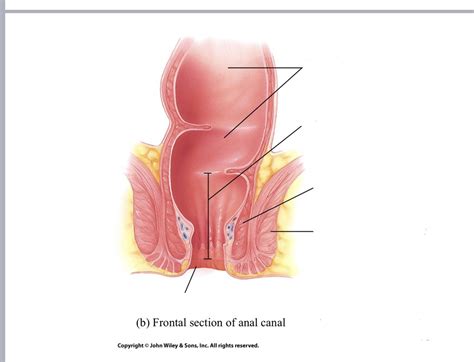 Rectum Diagram Quizlet