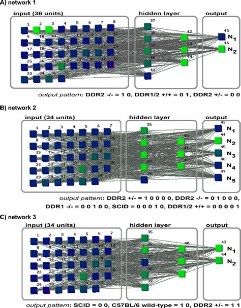 Architectures Of The Anns 1 To 3 To Discriminate Ddr2−− Ddr2− Download Scientific Diagram