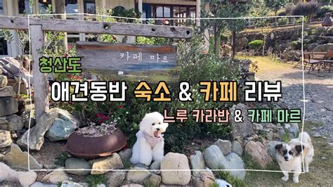 🐶청산도 애견동반 숙소and카페 리뷰🌿 강아지와 여행하기 Youtube