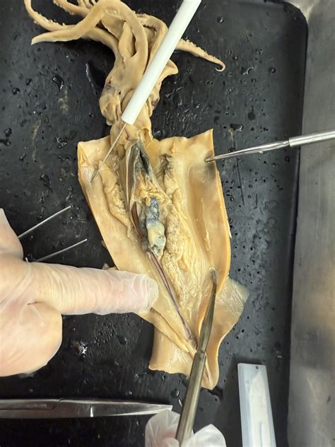 Squid Dissection Diagram Quizlet