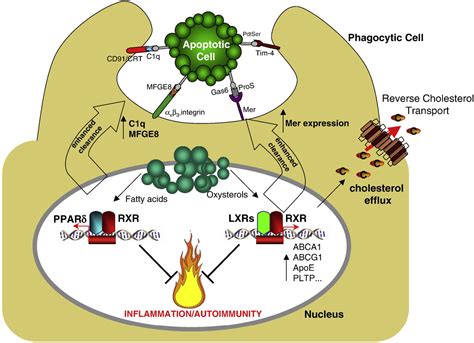Figure From Liver X Receptors As Regulators Of Macrophage Inflammatory And Metabolic Pathways
