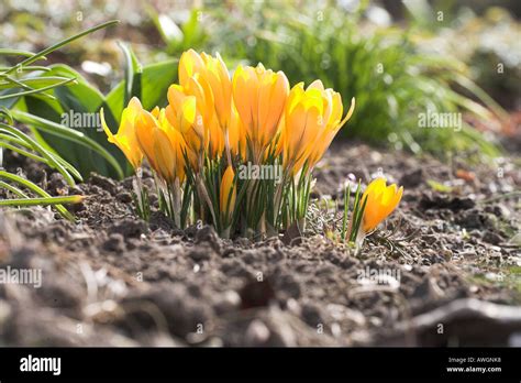 Yellow Crocus Crocus Species Growing In Garden Ringwood Hampshire