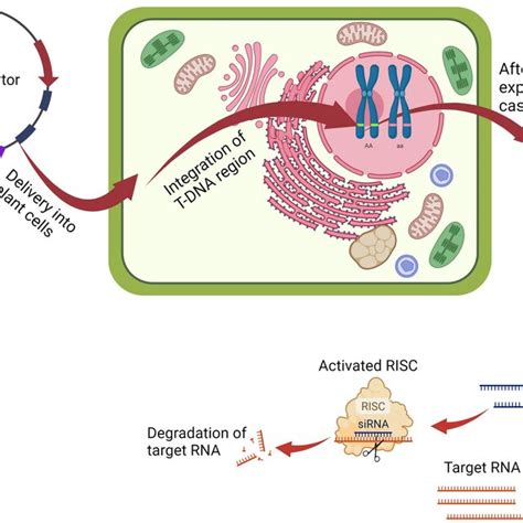 Schematic Representation Of Rnai Sirna Facilitating The Suppression Download Scientific