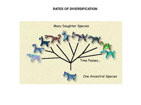 Ppt Rates Of Diversification Powerpoint Presentation Free Download