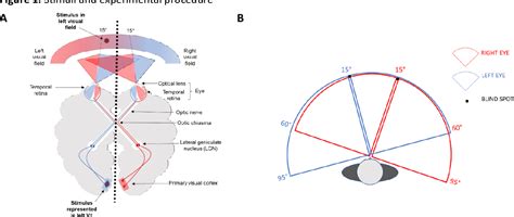 Table 1 from Causal evidence for the role of the sensory visual cortex ...