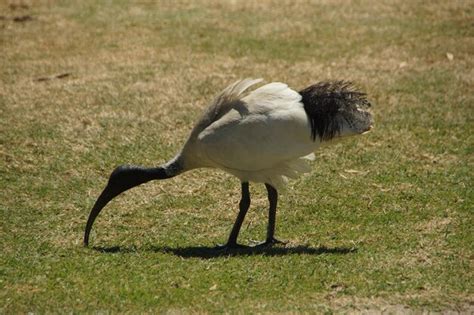 Premium Photo Duck On Field Premium Photo Duck On Field