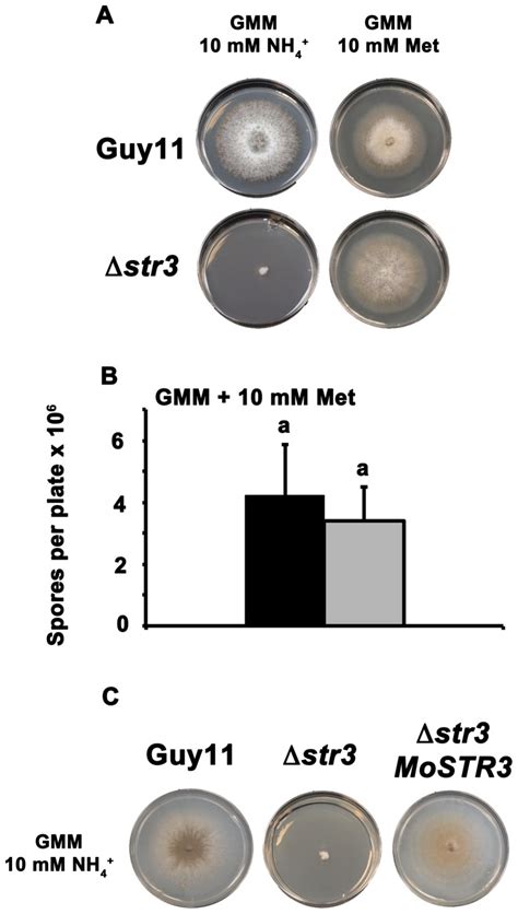 A Growth Of Δstr3 Strains Was Tested On 1 Glucose Minimal Media Download Scientific Diagram