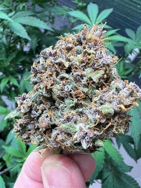 True Mac Pheno 2 Rspeedrunseeds