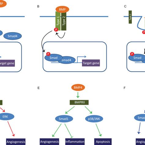 An Overview Of The Canonical Bmp Pathway A In The Absence Of Bmp