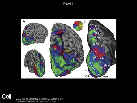 Visual Field Maps in Human Cortex - ppt download