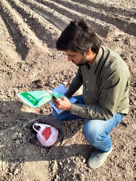 Asfar Ali On Linkedin Sayban International Brand Znica Extra Field Trial And Field Visit Maize