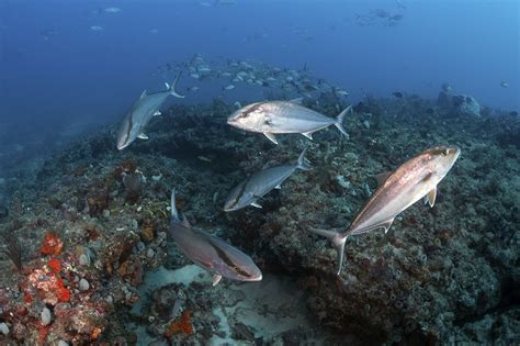 Palm Beach Reefs Where Big Things Prowl Underwater Journal