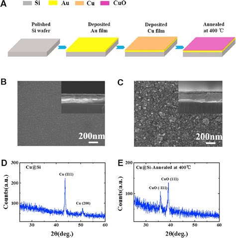 Fabrication Process And Characterization Of The Proposed Bilayer Download Scientific Diagram