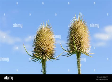 Seedheads Of Teasel Dipsacus Fullonum Plants Used To Raise The Nap Of Woolen Woven Cloth Stock