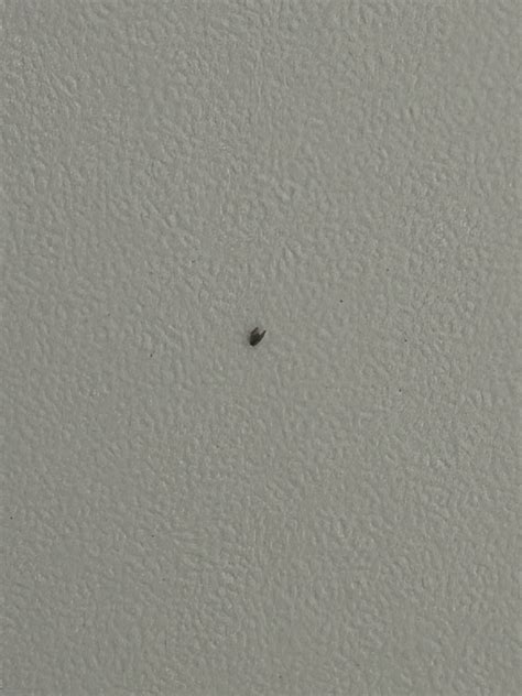 이 날파리초파리는 뭔가여 네이버 지식in