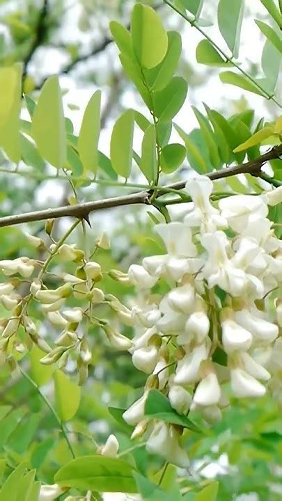 ველოდებით აკაციის ყვავილს Youtube