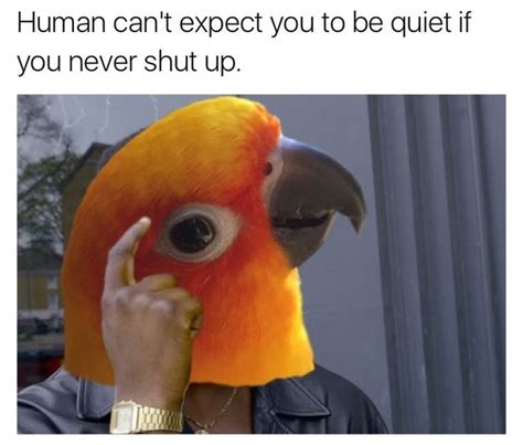 Sun Conure Logic Funny Parrots Funny Animal Pictures Cute Funny Animals