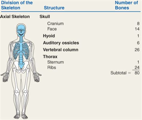 human aandp lab skeletal system axial skeleton flashcards quizlet