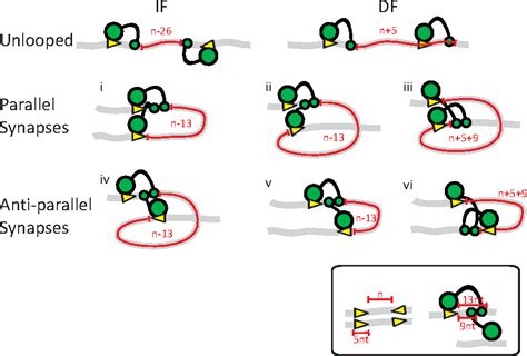Figure 3 1 From The Impact Of Dna Twisting And Bending Rigidity On