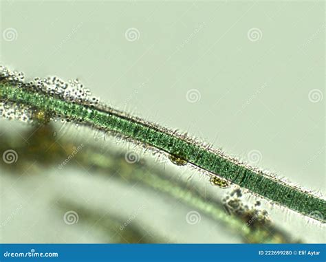 Blue Green Filamentous Algae Under Microscopic View Cyanobacteria