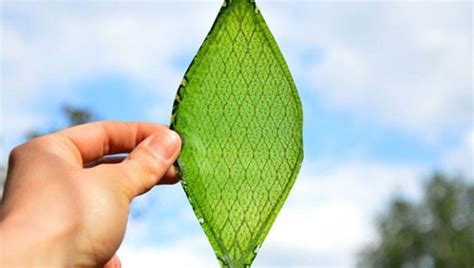 Inventor Develops Synthetic Leaf That Produces Oxygen IFLScience