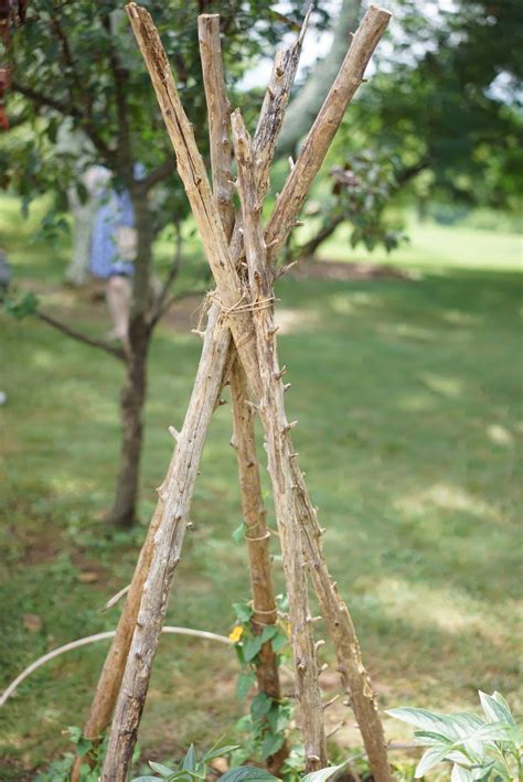 Beautiful Trellis Ideas For Every Style And Budget • Gardenary
