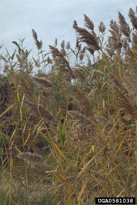 Common Reed Phragmites Australis Cavanilles Trinius Ex Steudel