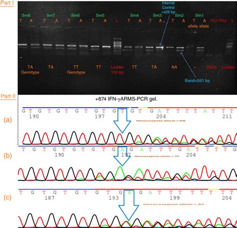 874 Ifn γ Amplification Refractory Mutation System Polymerase Chain Download Scientific