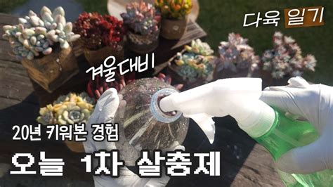 다육생활 ️ 안으로 넣기전 1차 살충제 했어요겨울대비 Youtube