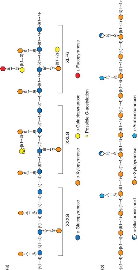 Schematic Structural Models For Xyloglucan A And Xylan B