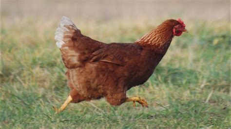 Домашнє яйце може бути тільки від курки яка живе в домі Youtube