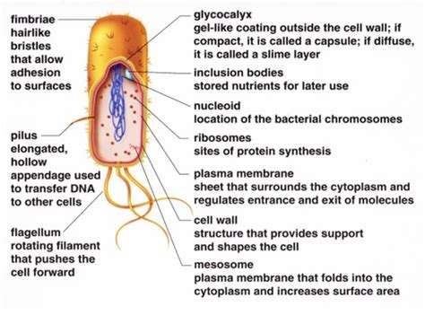 Ap Bio Cell Structure Part 1 Flashcards Quizlet