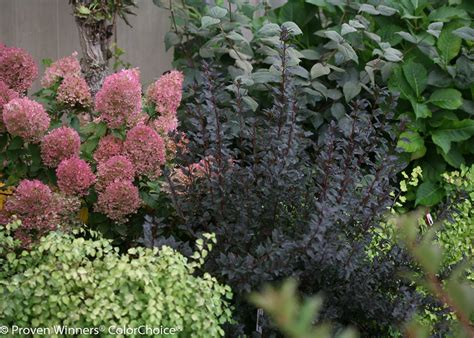 Tiny Wine® Ninebark Physocarpus Opulifolius Images Proven Winners