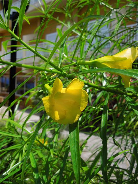 Adelfa Amarilla Tigaiga