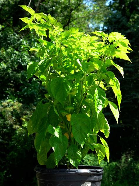 Khang Starr Lemon Starrburst Peppers Ksls Pepper Geek