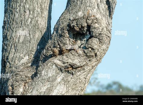 Photograph Of Cape Grey Mongoose Herpestes Pulverulentus Peeking Out Of Their Nest In A Tree