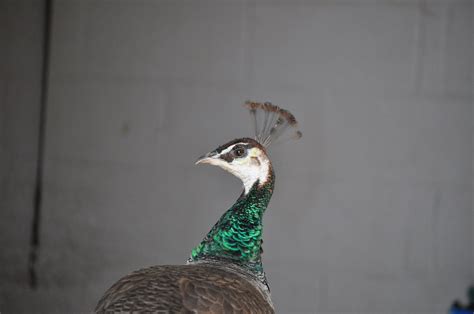 Pheona Mackenzie Stype Flickr