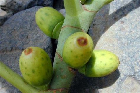 Ficus Elastica