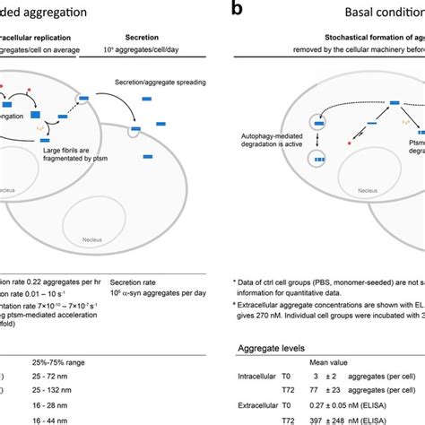 Schematic Summary Of α Syn Seeded Aggregation In Sh Sy5y Cells The