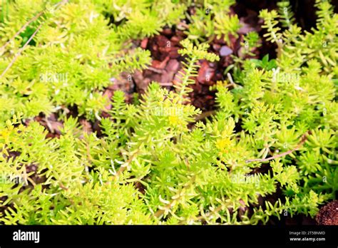 Sedum Lineare Hi Res Stock Photography And Images Alamy