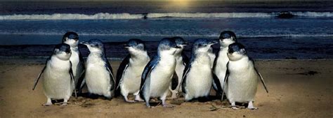 Phillip Island Penguin Parade
