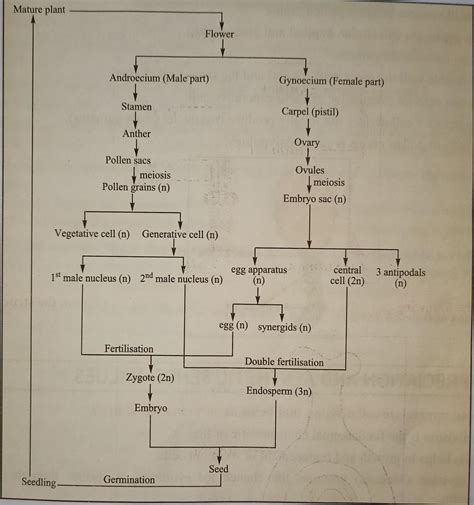 Observe The Given Below Flowchart Which Representing Sexual 52 Off