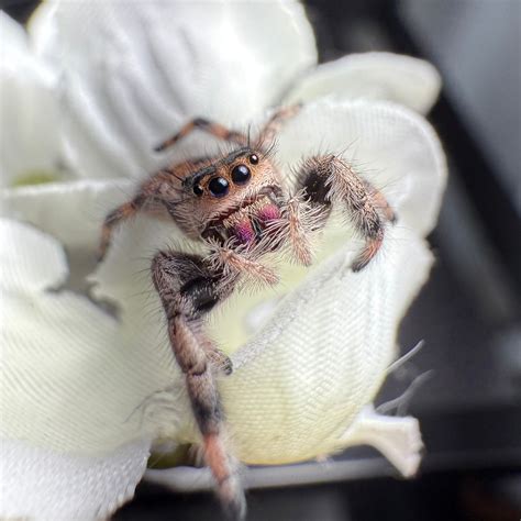 Della Adara Arachnids