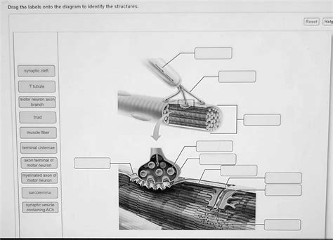 Solved Texts Drag The Labels Onto The Diagram To Identify The Structures Synaptic Cleft T
