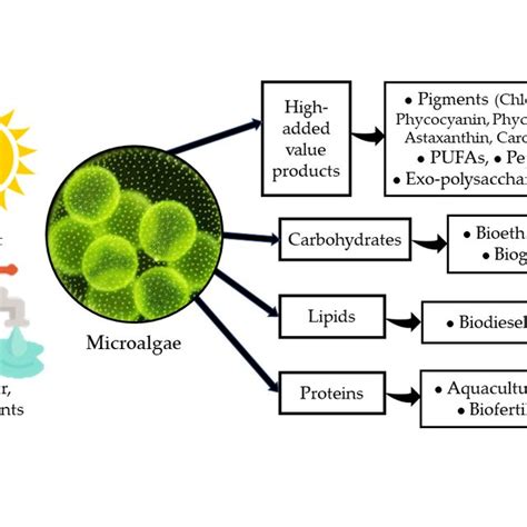 Microalgae Based Biorefineries Using And Treating Wastewater Follow