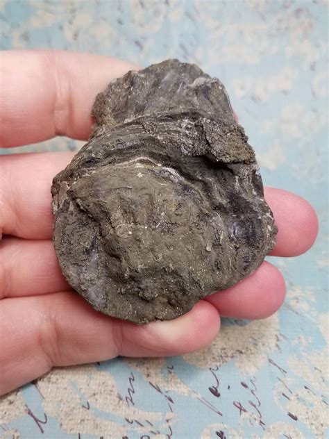 texas cretaceous fossil shell with pyrite marcasite species etsy