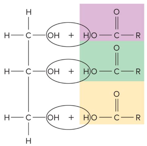 Lipids And Alcohol Chapters And Flashcards Quizlet