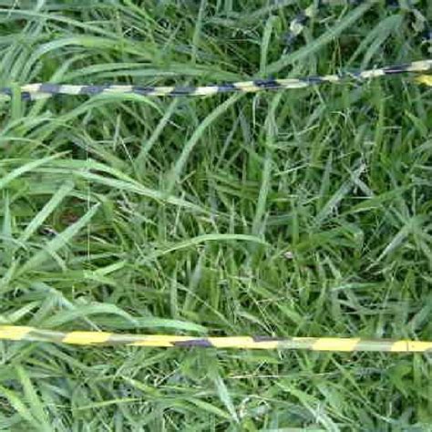 Photo Showing Transect Subplot In The Clearing Area Download