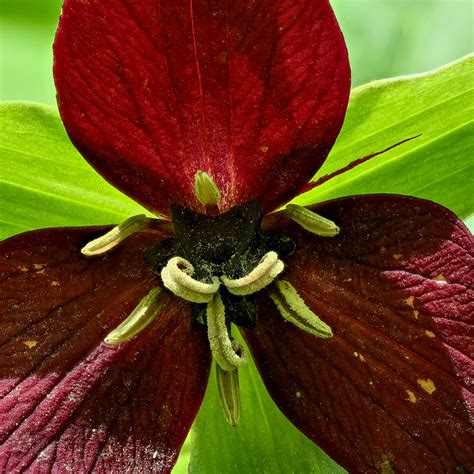 Trillium Erectum